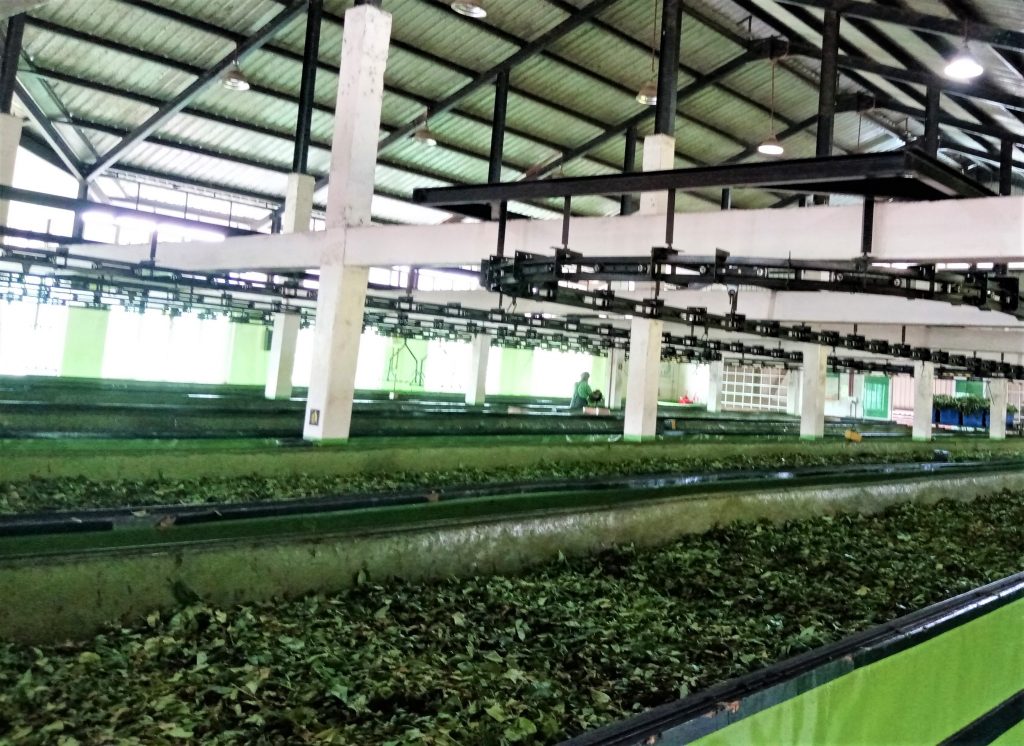 Educational Field Visit to a Tea Estate with a Factory: Athukorala ...
